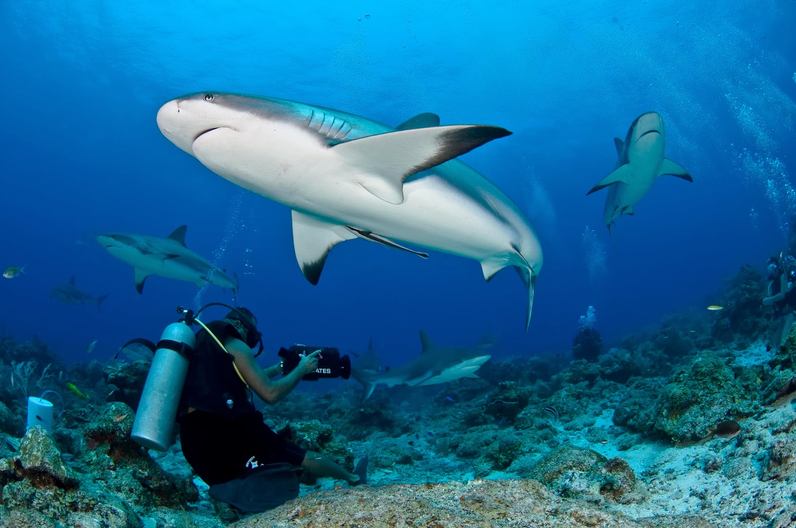 Australia se encuentra dividida ante las medidas que permiten la pesca ...